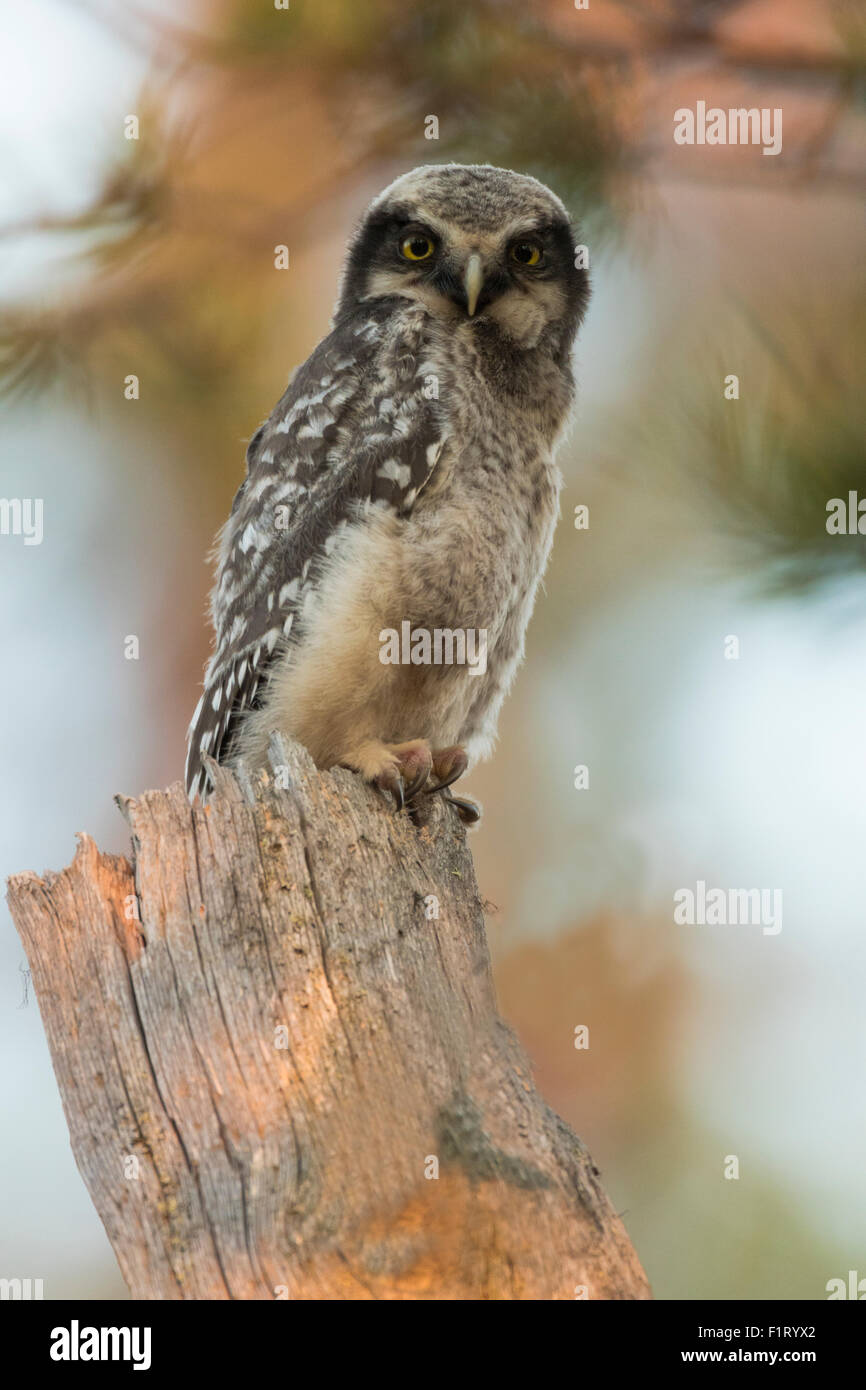 Juvenile owls hi-res stock photography and images - Alamy