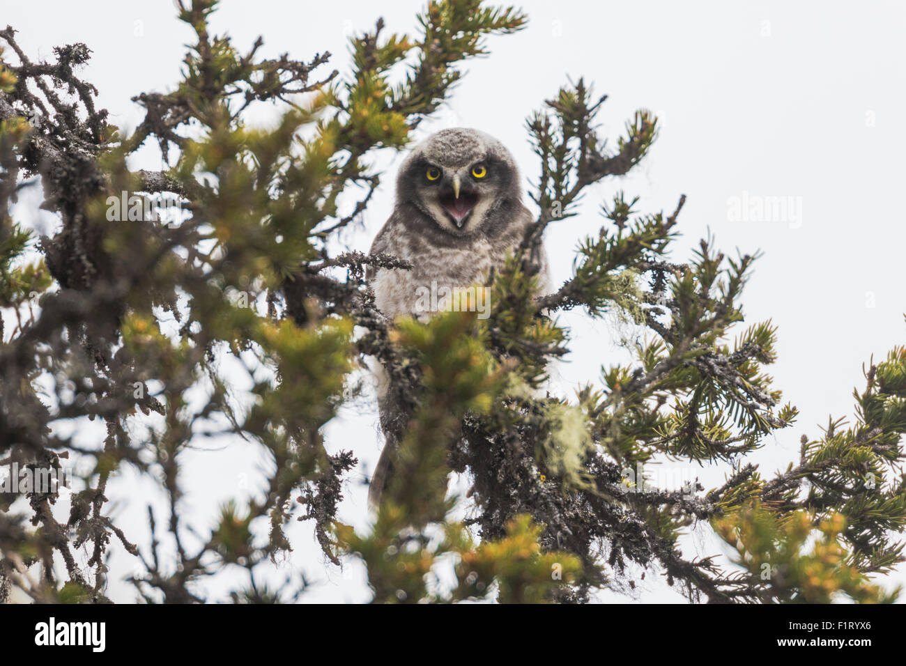 Juvenile Norhtern Hawk-Owl, Surnia ulula, sitting in a spruce tree with ...