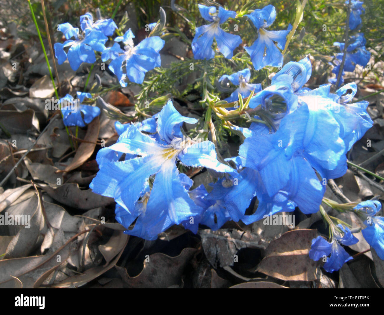 From perth in australia hi-res stock photography and images - Alamy