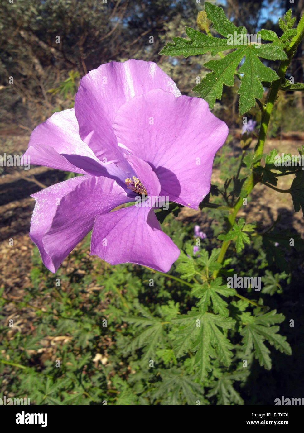 Australian native hibiscus hi-res stock photography and images - Alamy