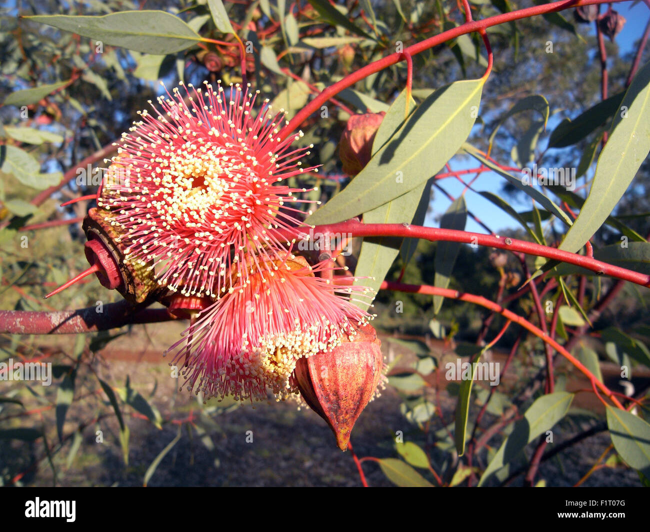 Mallee western australia hi-res stock photography and images - Alamy