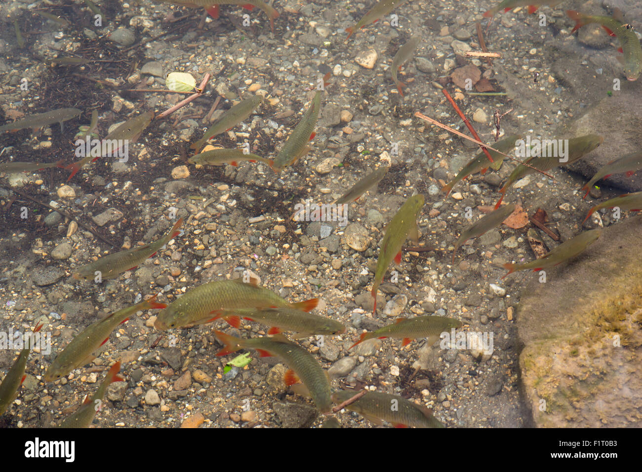 Stones nad fish under water Stock Photo - Alamy
