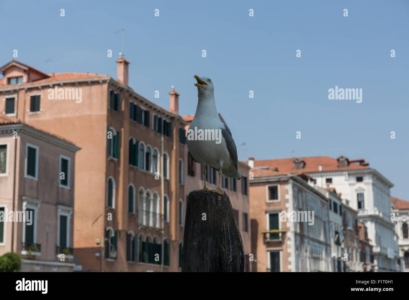 Patient seagull hi-res stock photography and images - Alamy
