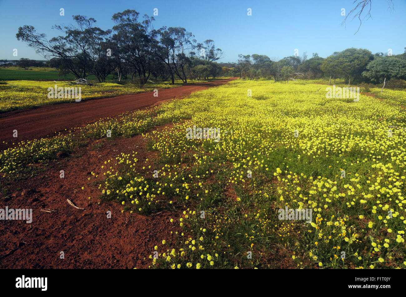 Everlastings Western Australia High Resolution Stock Photography and ...