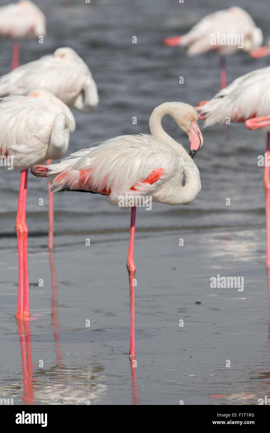 The Lesser flamingo Stock Photo - Alamy