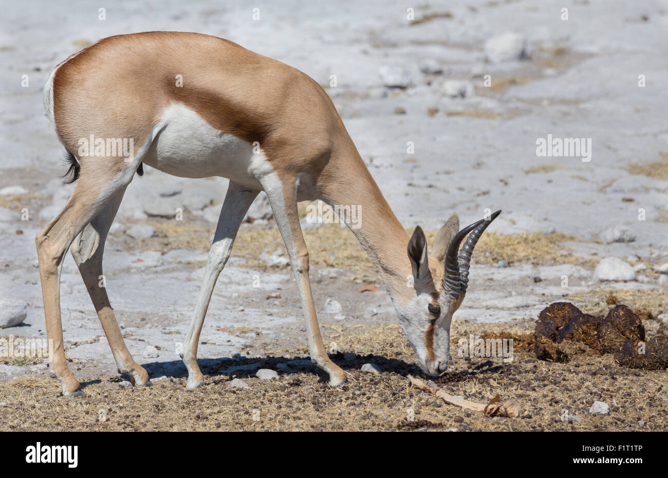 Springbok ram hi-res stock photography and images - Alamy