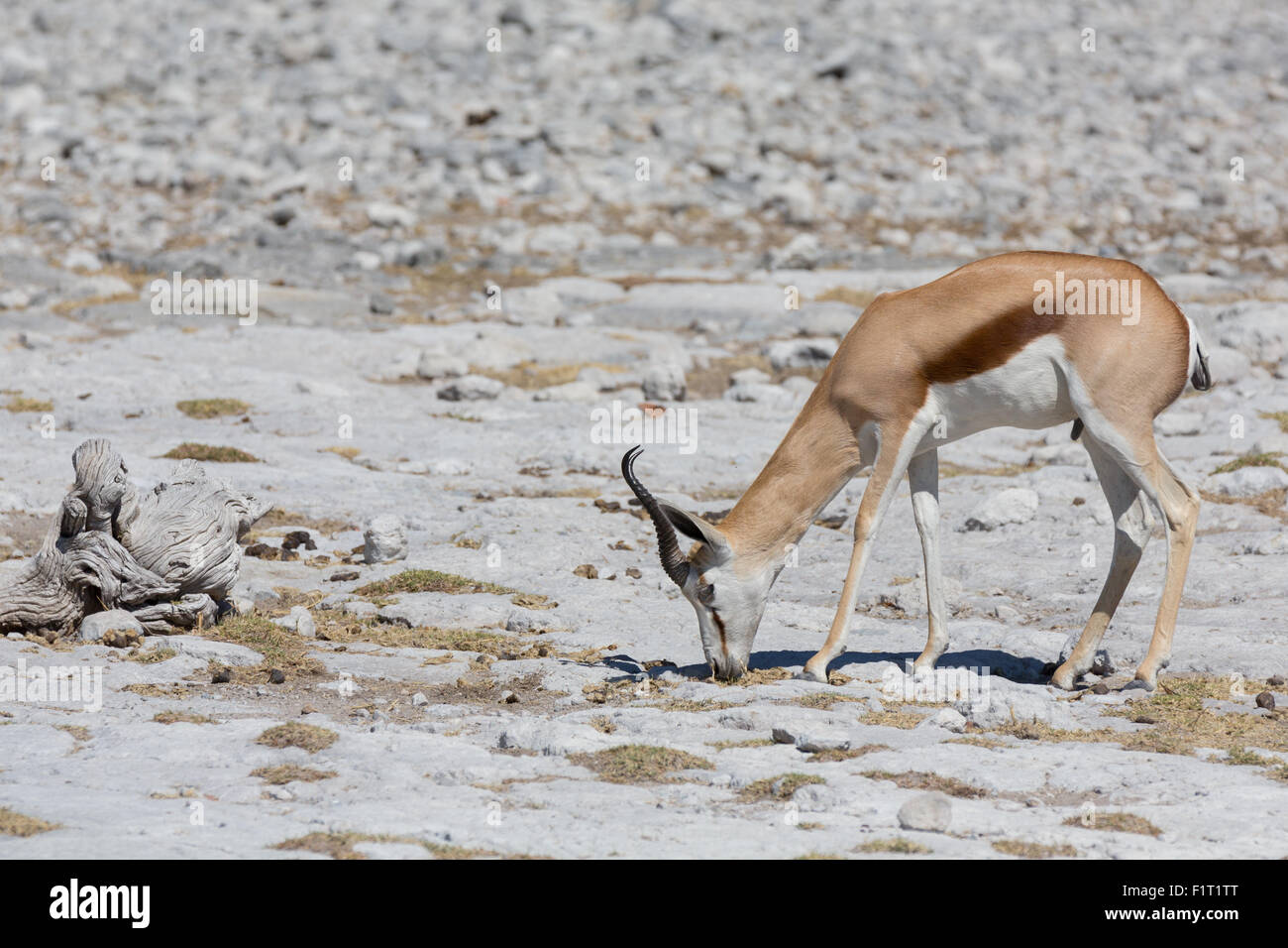 Springbok ram hi-res stock photography and images - Alamy