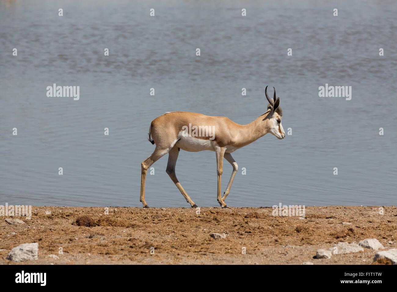 Springbok ram hi-res stock photography and images - Alamy