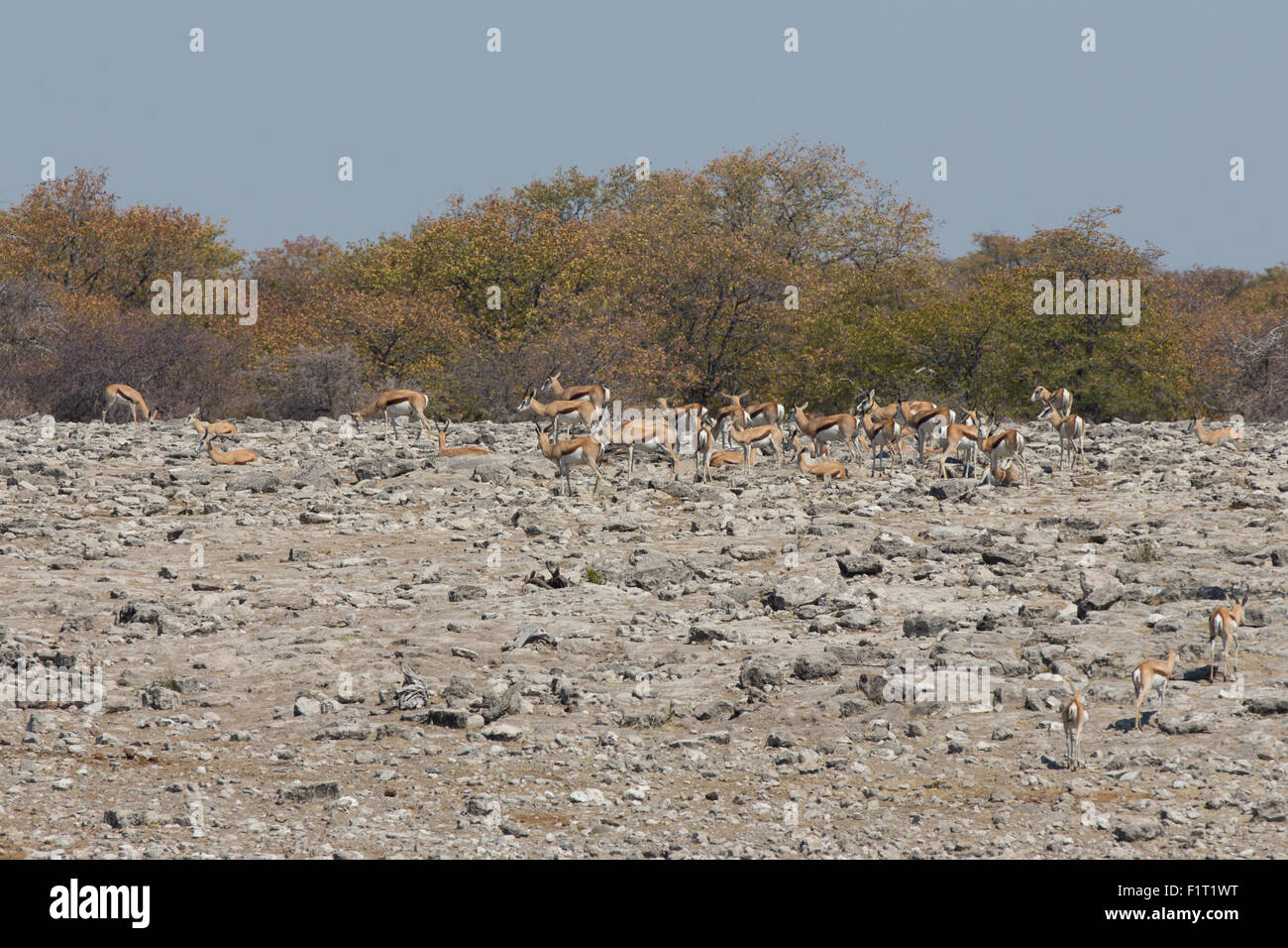 Springboks antidorcas marsupialis adult hi-res stock photography and ...