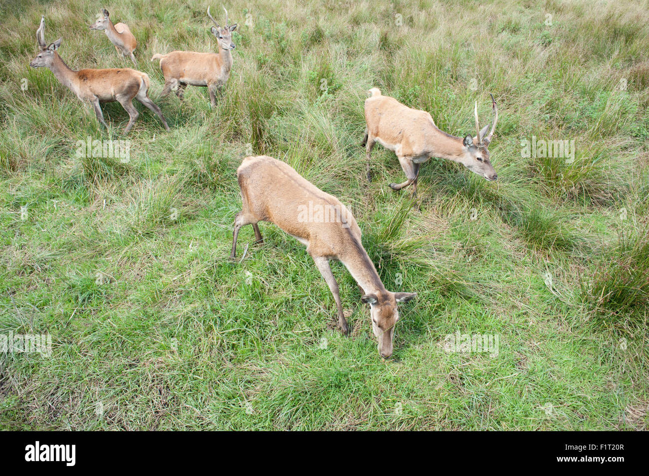 deer being fed on grass in the wild by hand from tourists, close up ...
