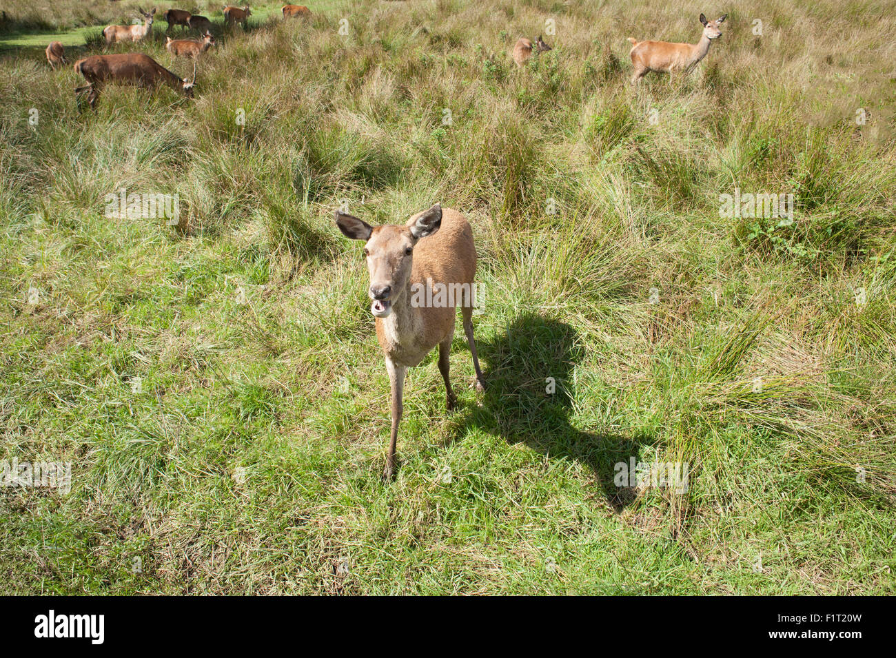 deer being fed on grass in the wild by hand from tourists, close up ...