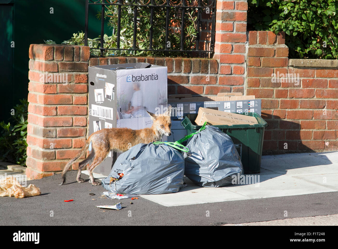 Wimbledon London,UK. 7th September 2015. A fox is spotted rummaging ...