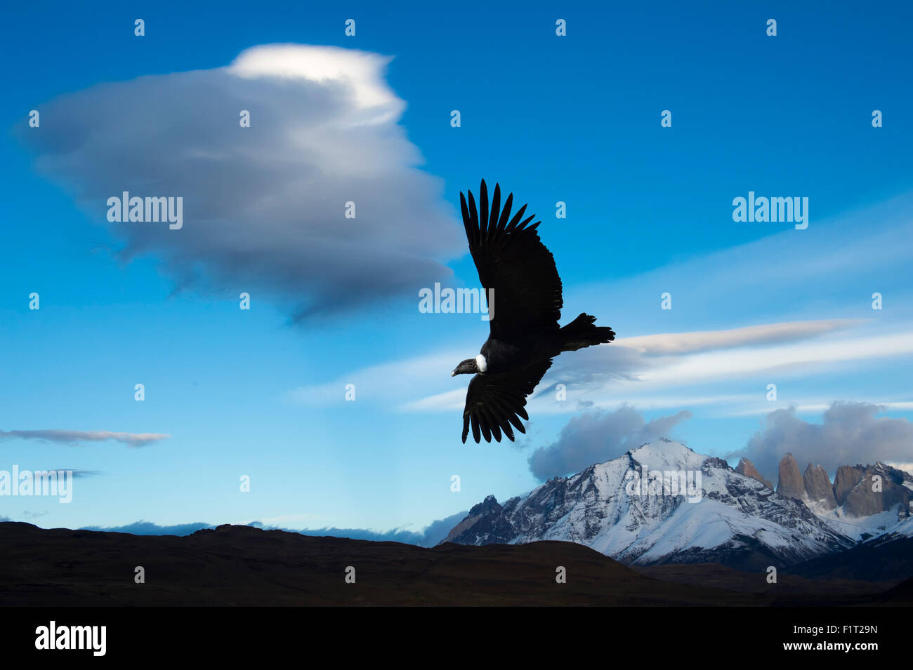 Andean condor wingspan hi-res stock photography and images - Alamy