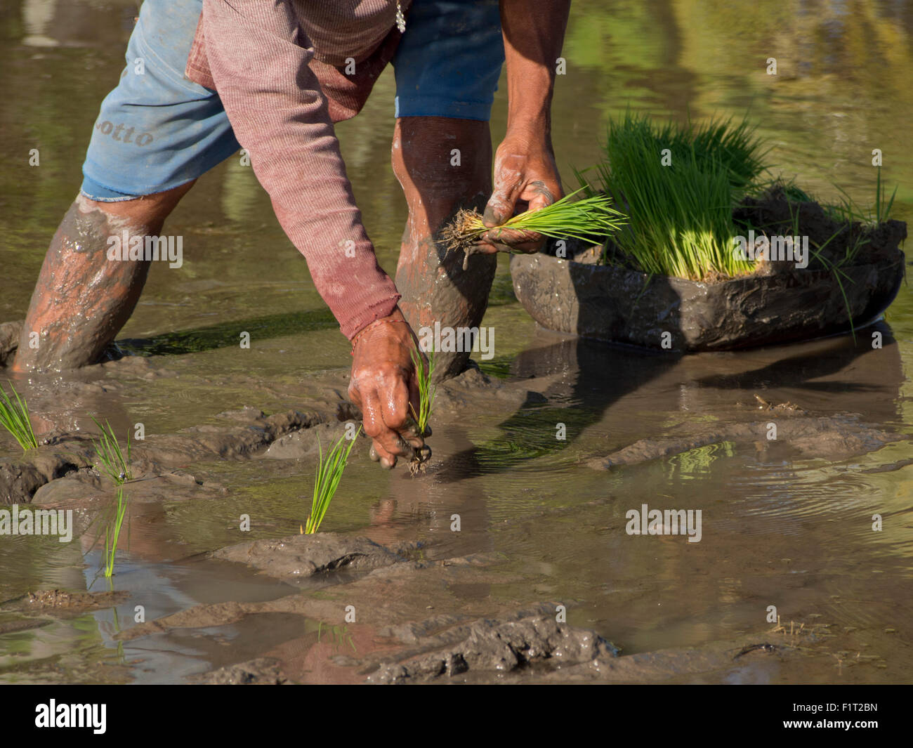 Rice farmer planting new crop in the highlands in Bali, Indonesia ...