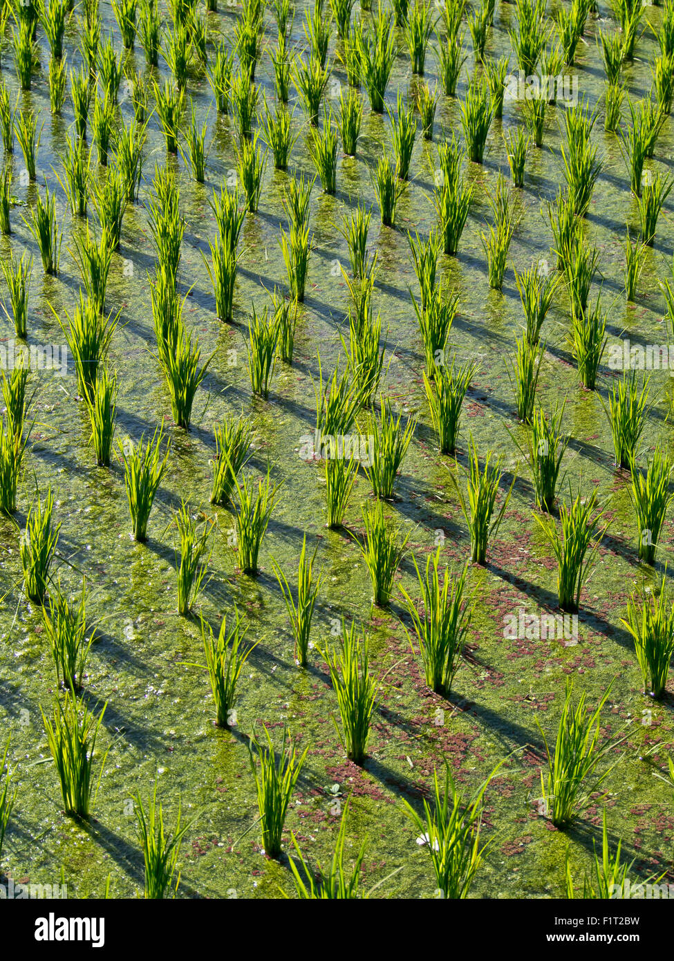 Rice paddy fields in the highlands in Bali, Indonesia, Southeast Asia ...