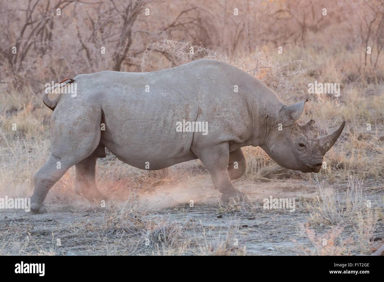 Black rhinoceros running hi-res stock photography and images - Alamy