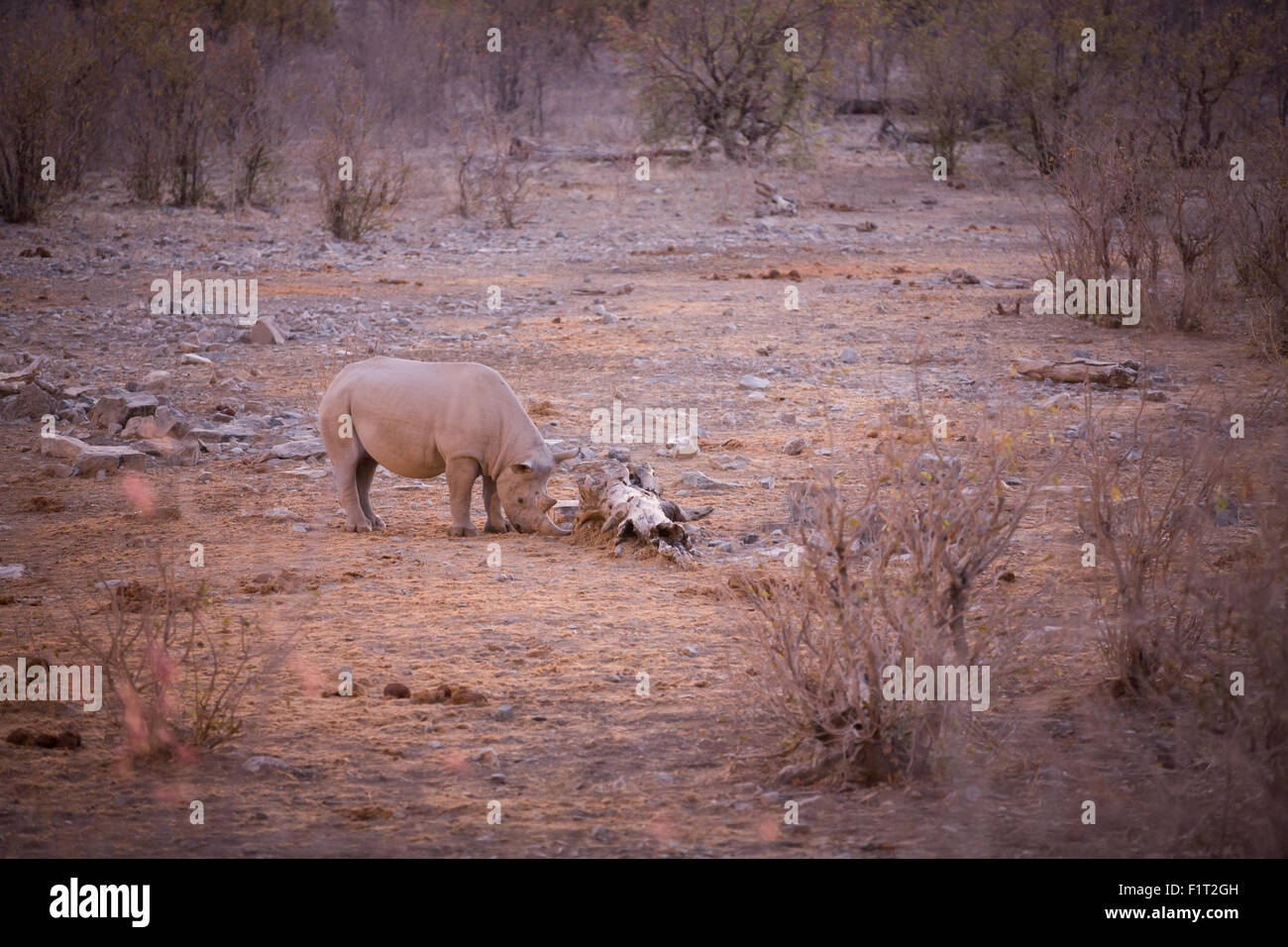 Rhino Weight High Resolution Stock Photography and Images - Alamy