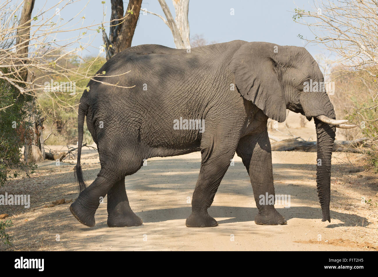 Proboscises hi-res stock photography and images - Alamy
