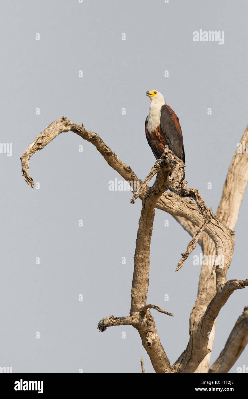 Fish eagle isolated hi-res stock photography and images - Alamy