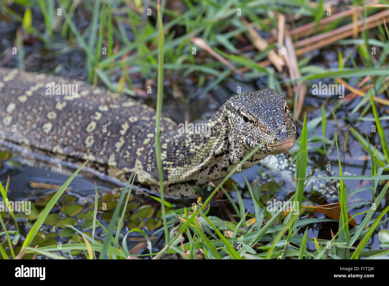 Monitor Lizard with focus on head Stock Photo - Alamy