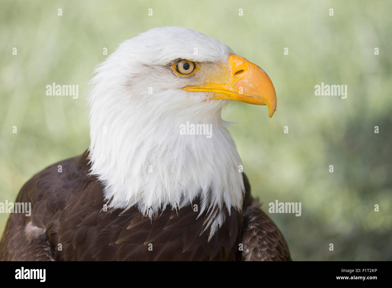 picture of a beautiful and wild bald eagle Stock Photo - Alamy