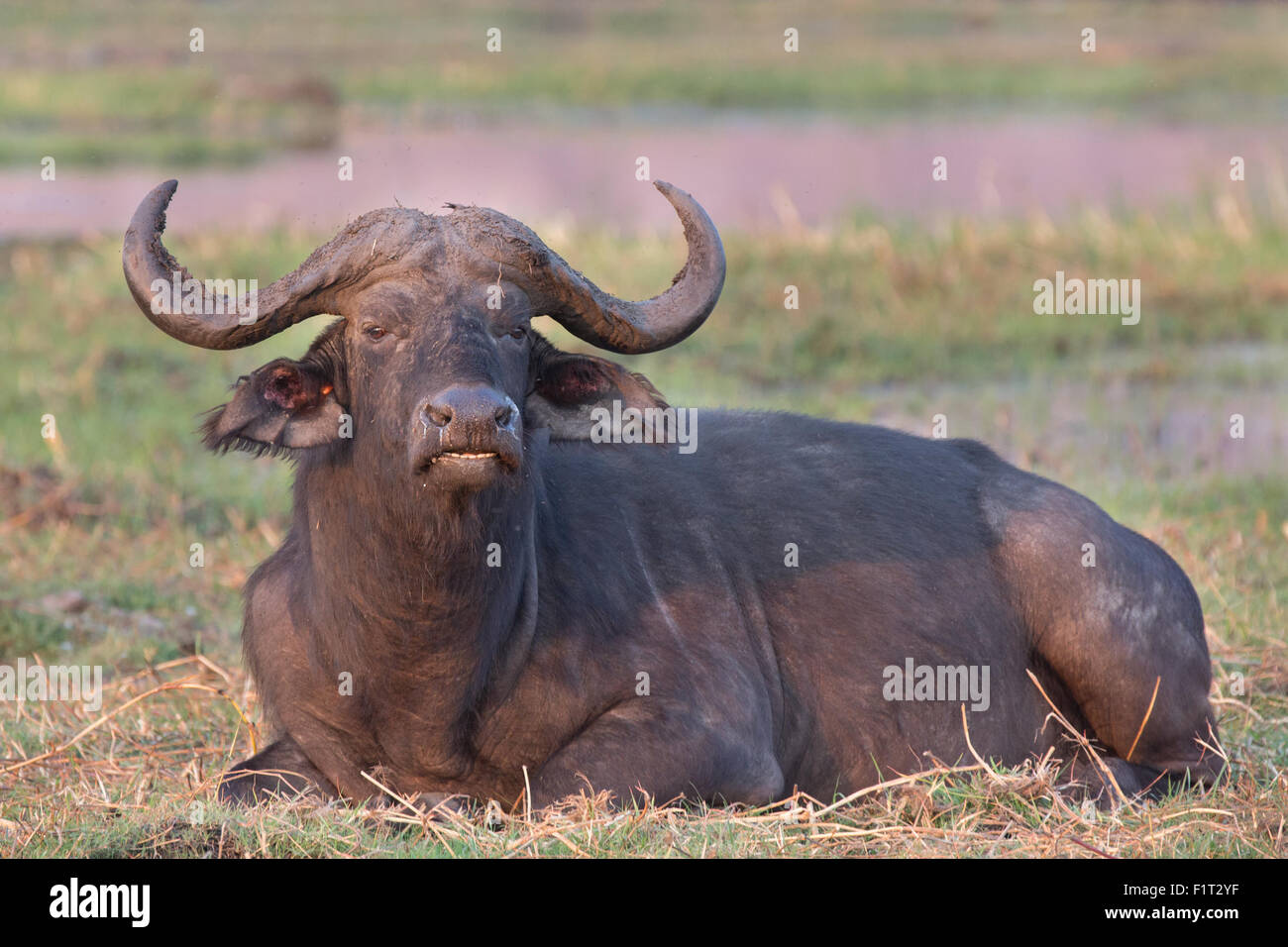 Portrait water buffalo mouth hi-res stock photography and images - Alamy