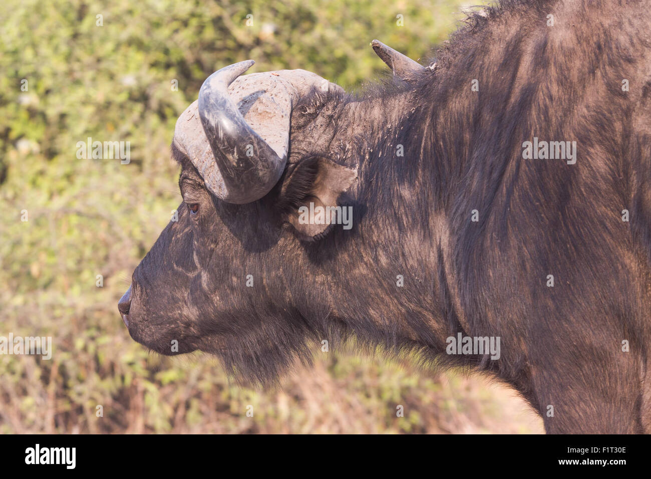 African buffalos side view Stock Photo - Alamy