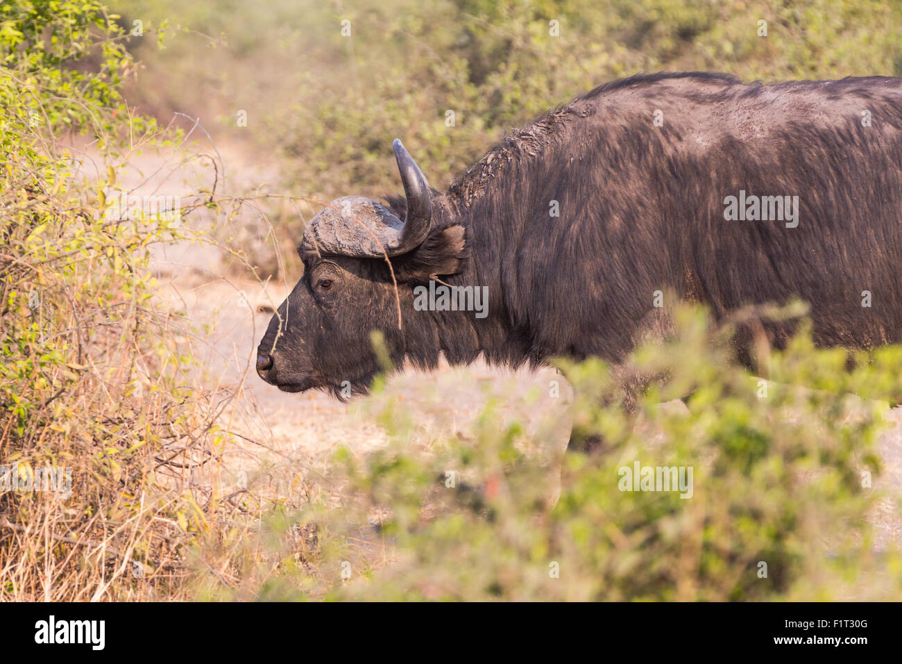 African buffalos side view Stock Photo - Alamy