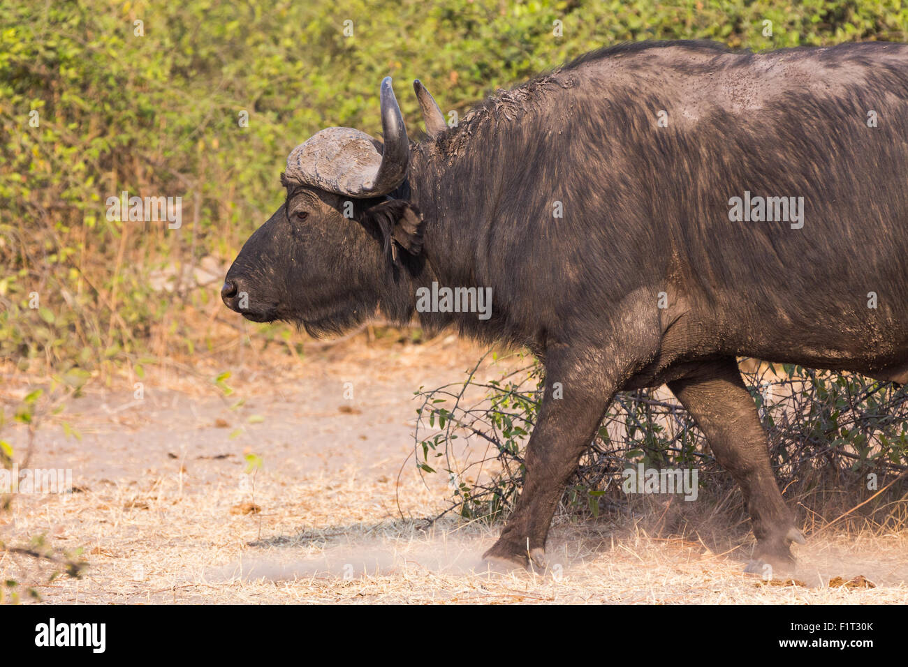African buffalos side view Stock Photo - Alamy