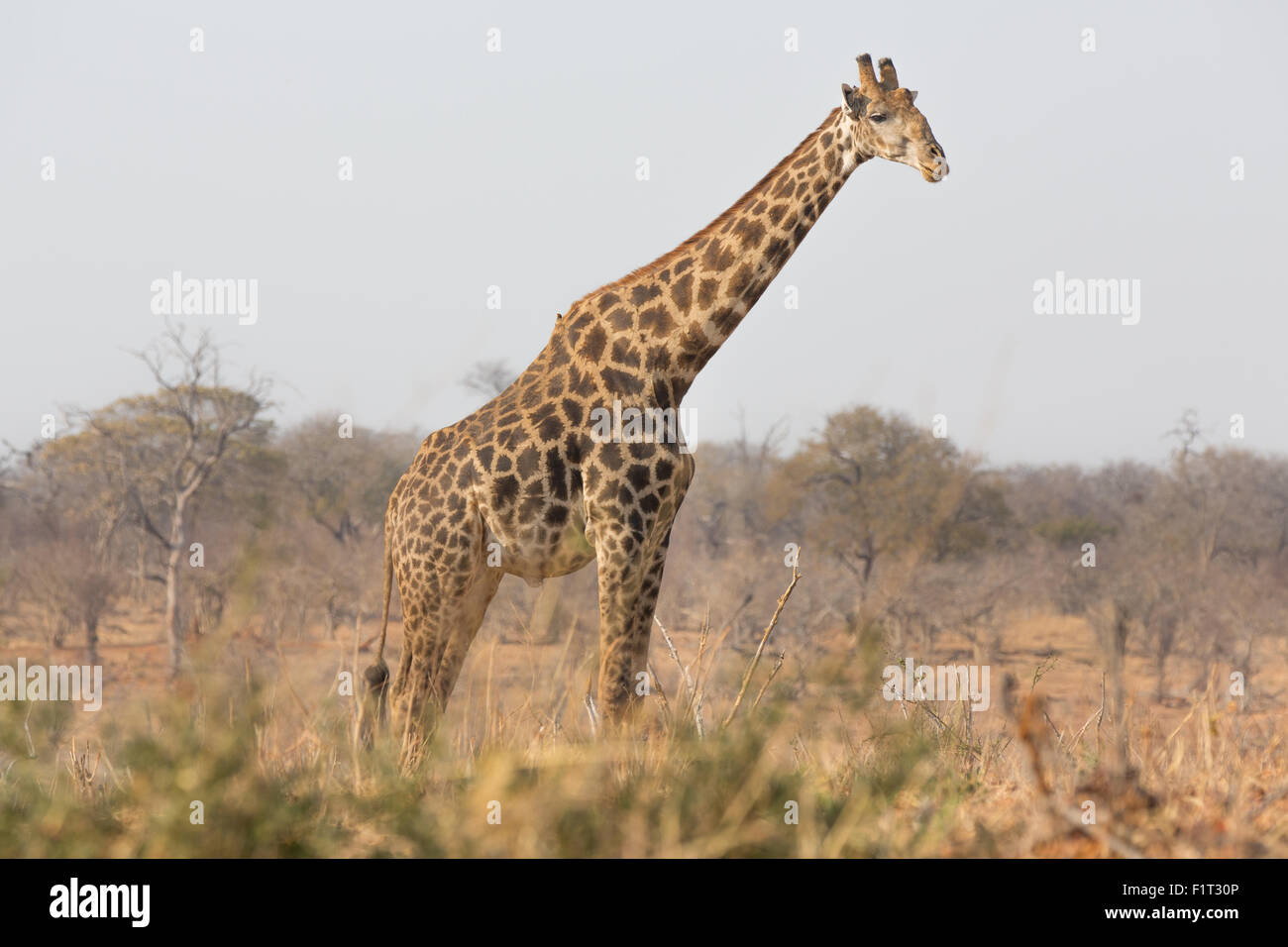 Giraffe side view Stock Photo - Alamy