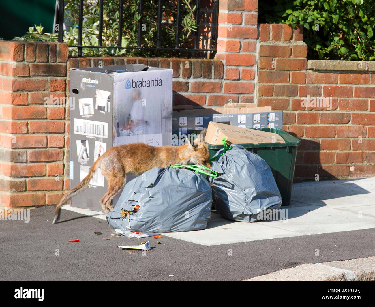 Rummaging through rubbish hi-res stock photography and images - Alamy