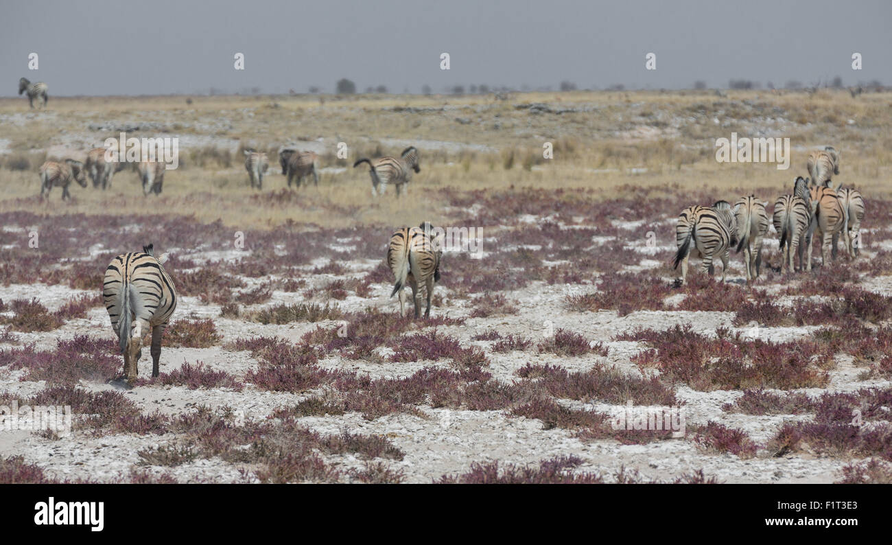 Rear view of zebras in the savannah Stock Photo - Alamy