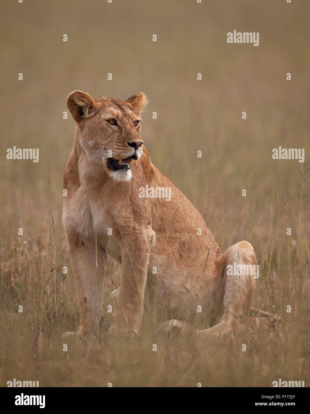 Lioness outside hi-res stock photography and images - Alamy