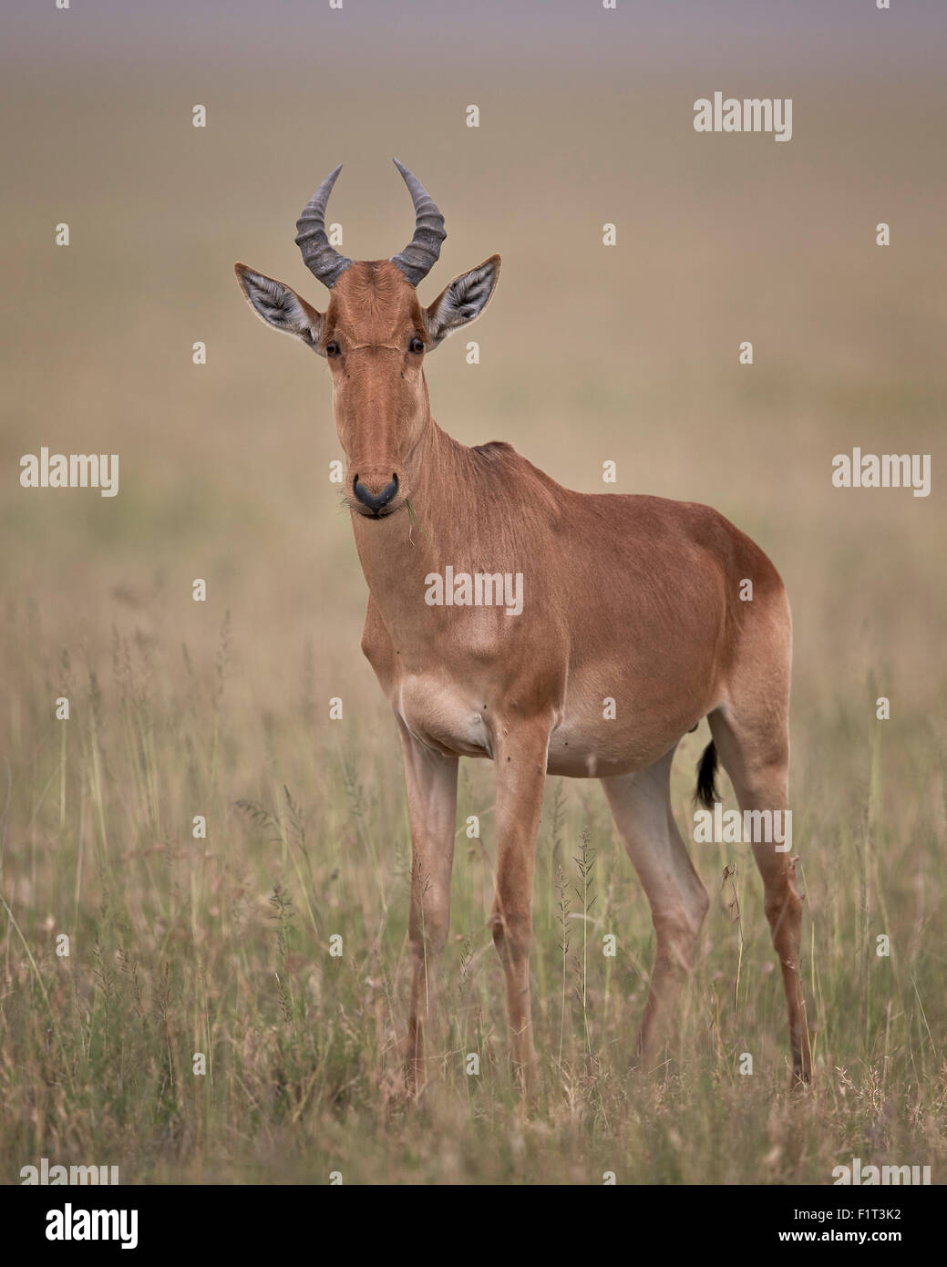 Coke's hartebeest (Alcelaphus buselaphus cokii), Serengeti National ...