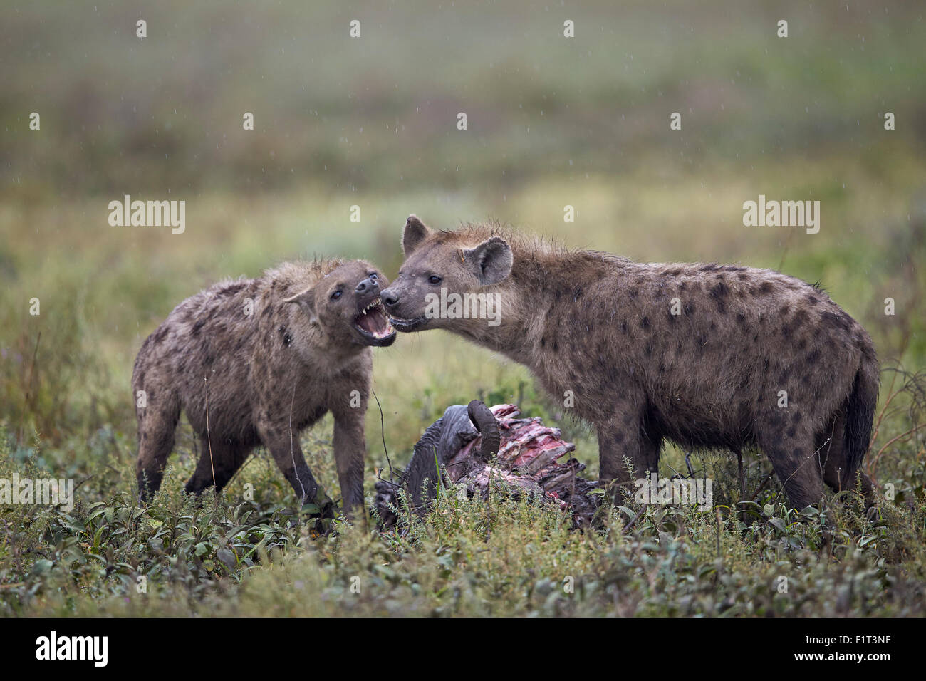 Spotted hyena (Crocuta crocuta), blue wildebeest carcass, Ngorongoro ...