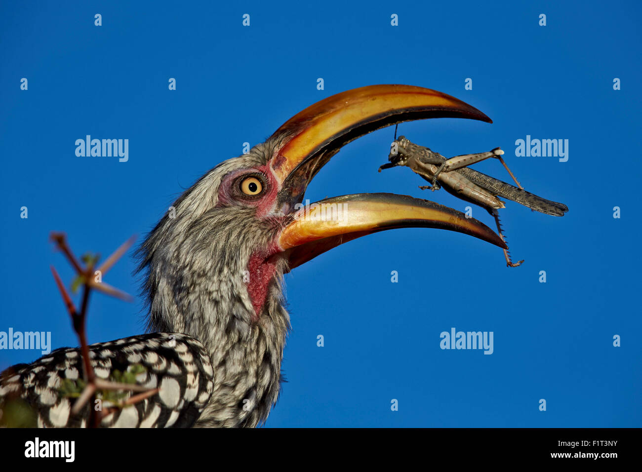 Flipping bird hi-res stock photography and images - Alamy