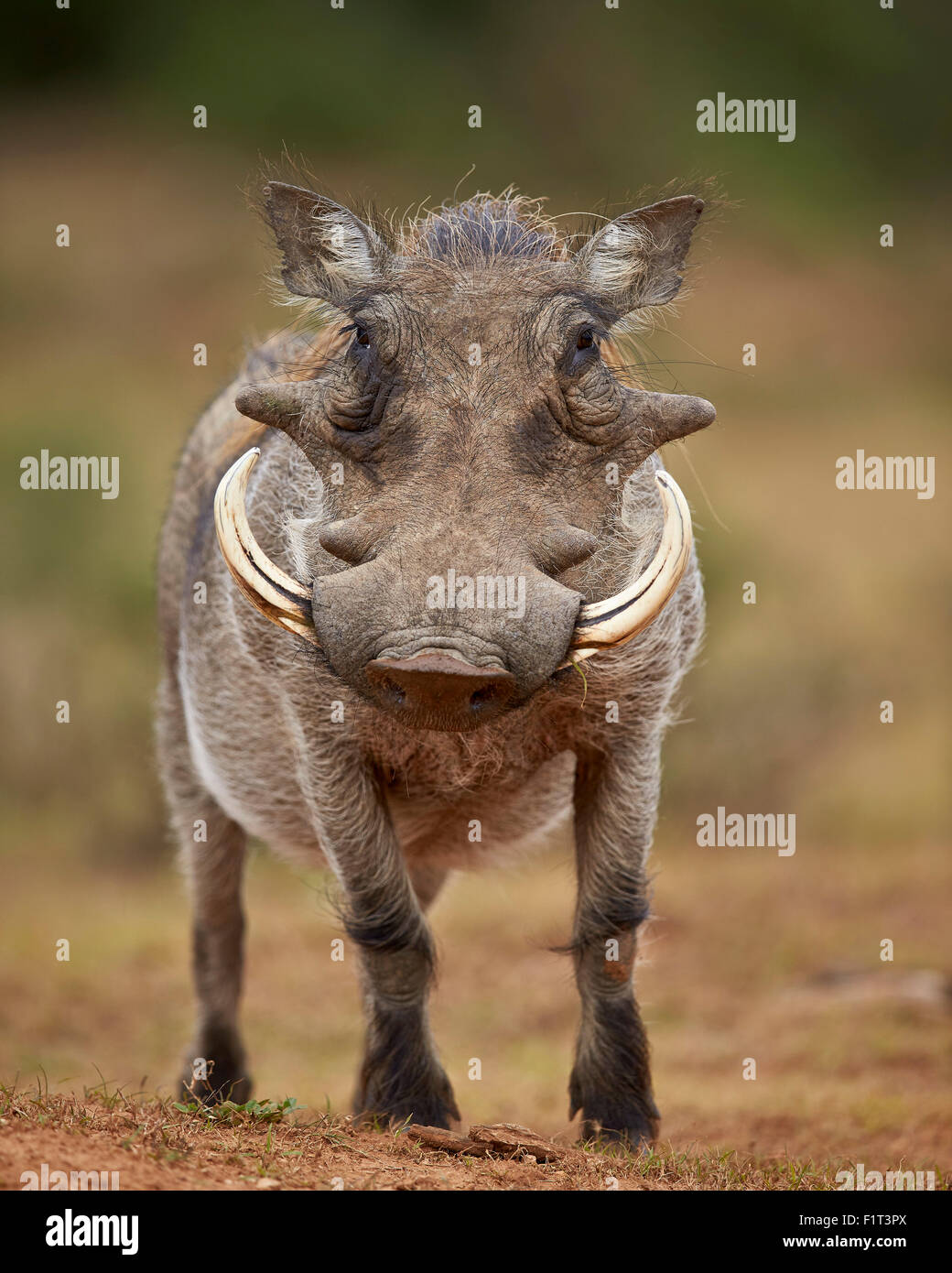 Warthog africa adult male head hi-res stock photography and images - Alamy