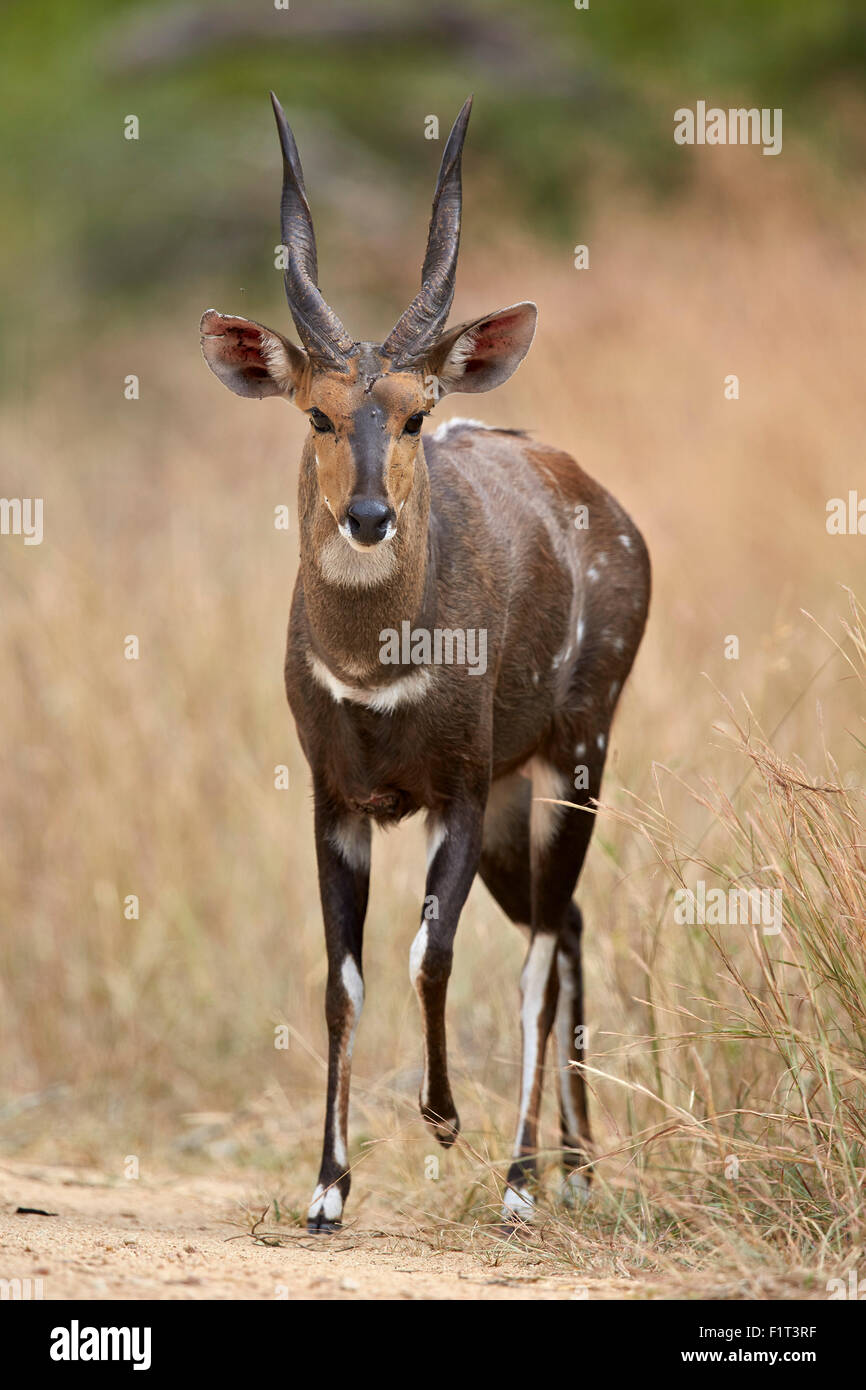 Buck ears hi-res stock photography and images - Alamy