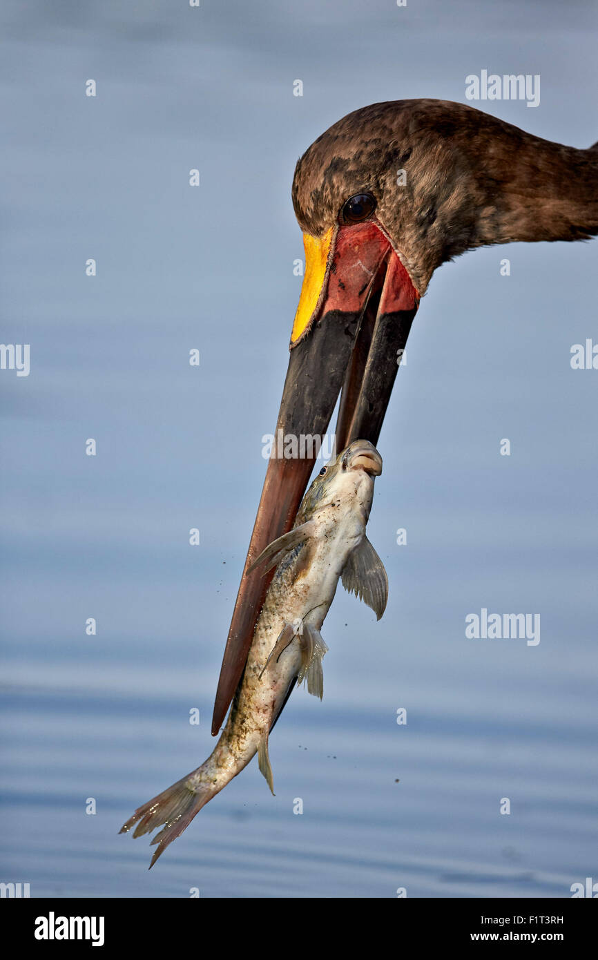 Two scale markings hi-res stock photography and images - Alamy