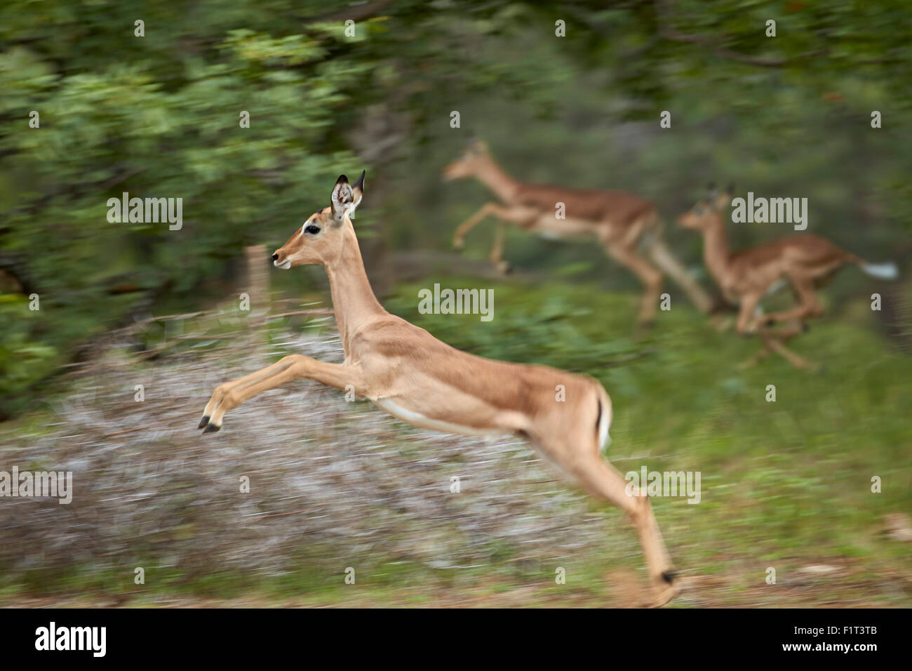 Female impala (Aepyceros melampus) running, Kruger National Park, South ...