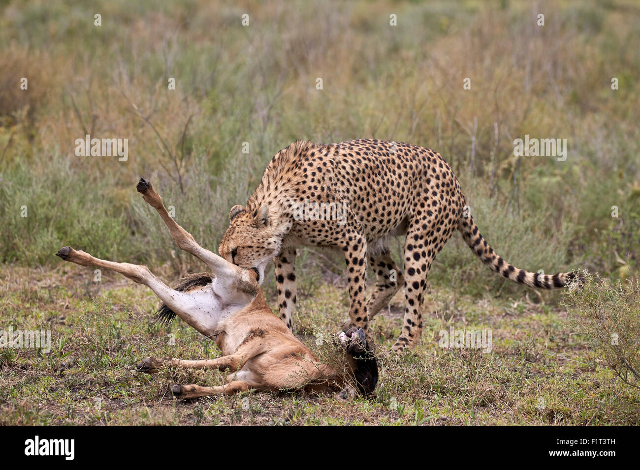 Cheetah hunting wildebeest calf High Resolution Stock Photography and ...