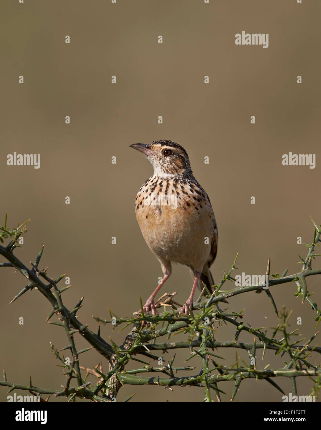 African pipit (grassland pipit) (Anthus cinnamomeus), Ngorongoro ...