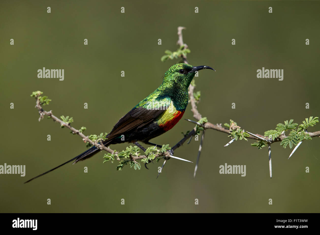 Beautiful sunbird (Cinnyris pulchella), male, Ngorongoro Conservation ...