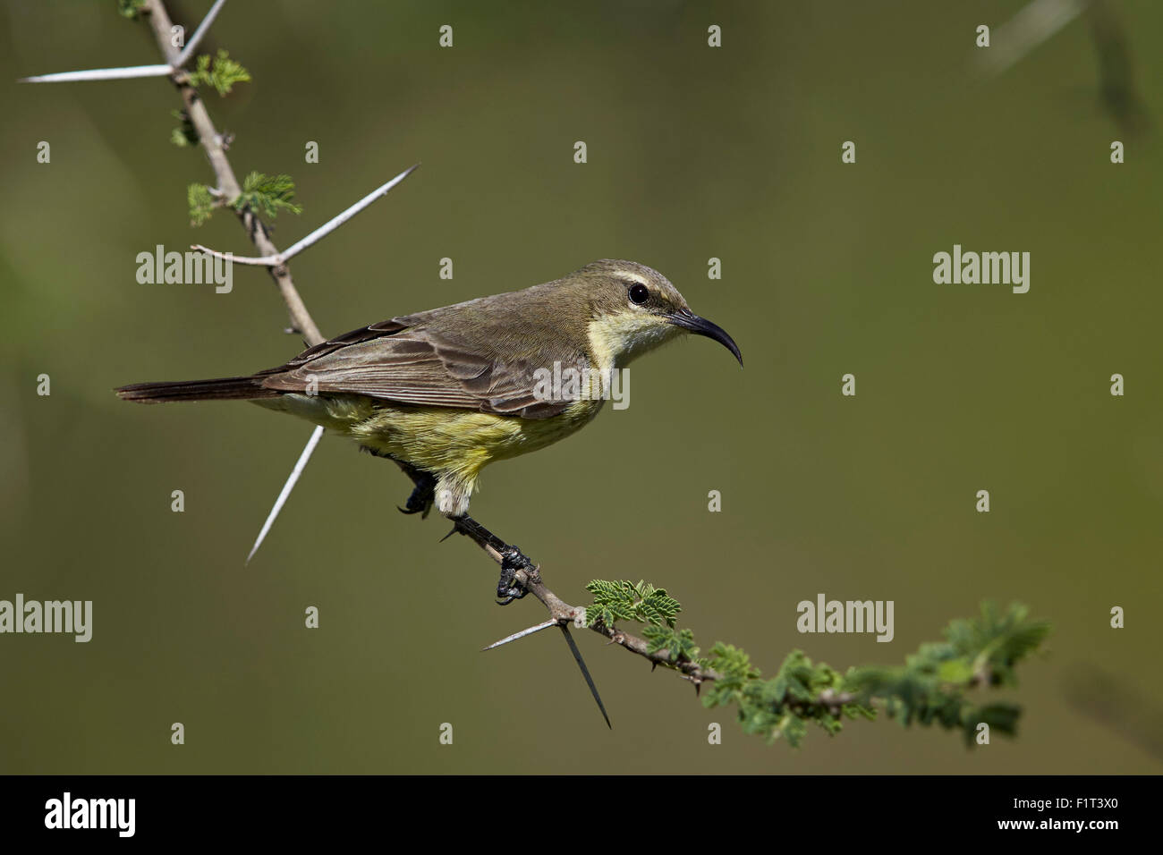 Beautiful sunbird (Cinnyris pulchella), female, Ngorongoro Conservation ...