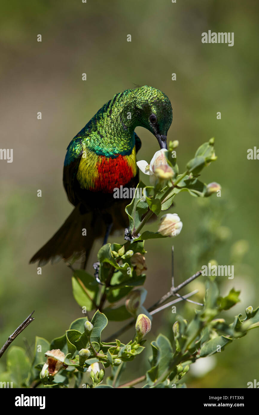 Beautiful sunbird (Cinnyris pulchella), female, Ngorongoro Conservation ...