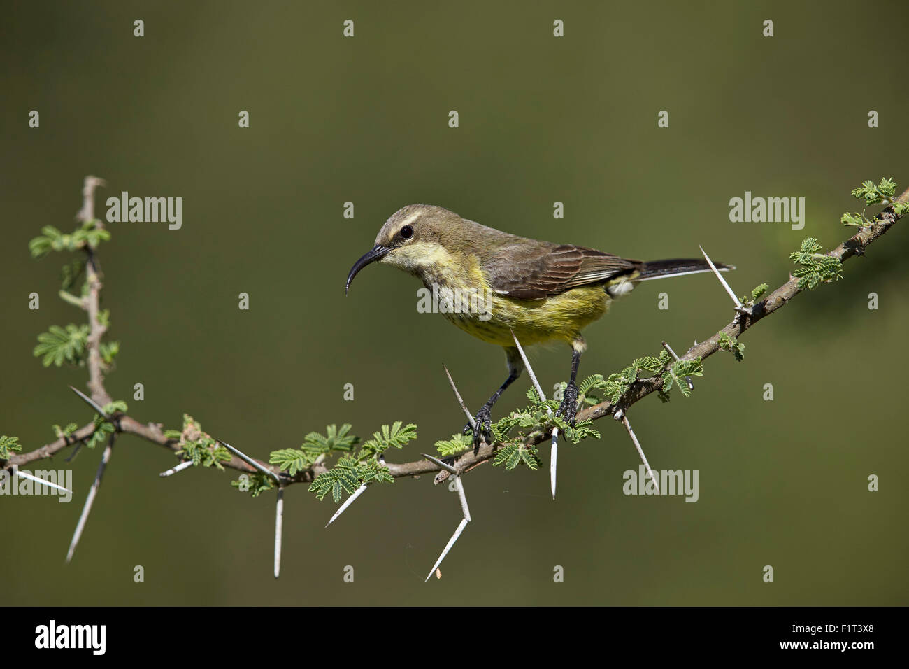 Beautiful sunbird (Cinnyris pulchella), female, Ngorongoro Conservation ...