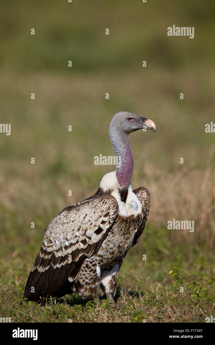 Rupellss griffon vulture (Gyps rueppellii), Ngorongoro Conservation ...