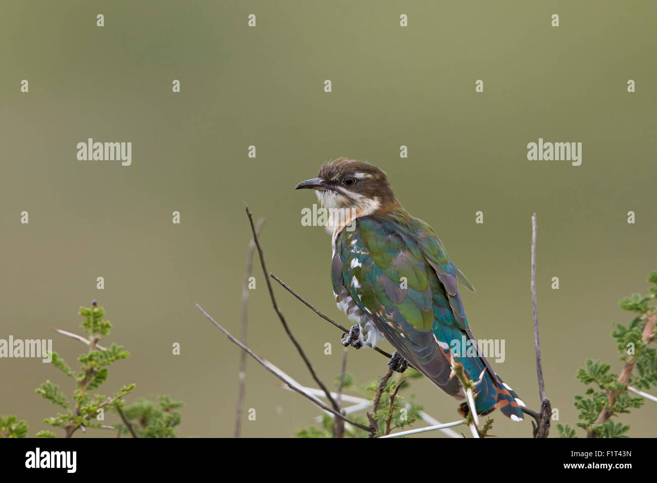 Diederik cuckoo (Chrysococcyx caprius), male, Ngorongoro Conservation ...