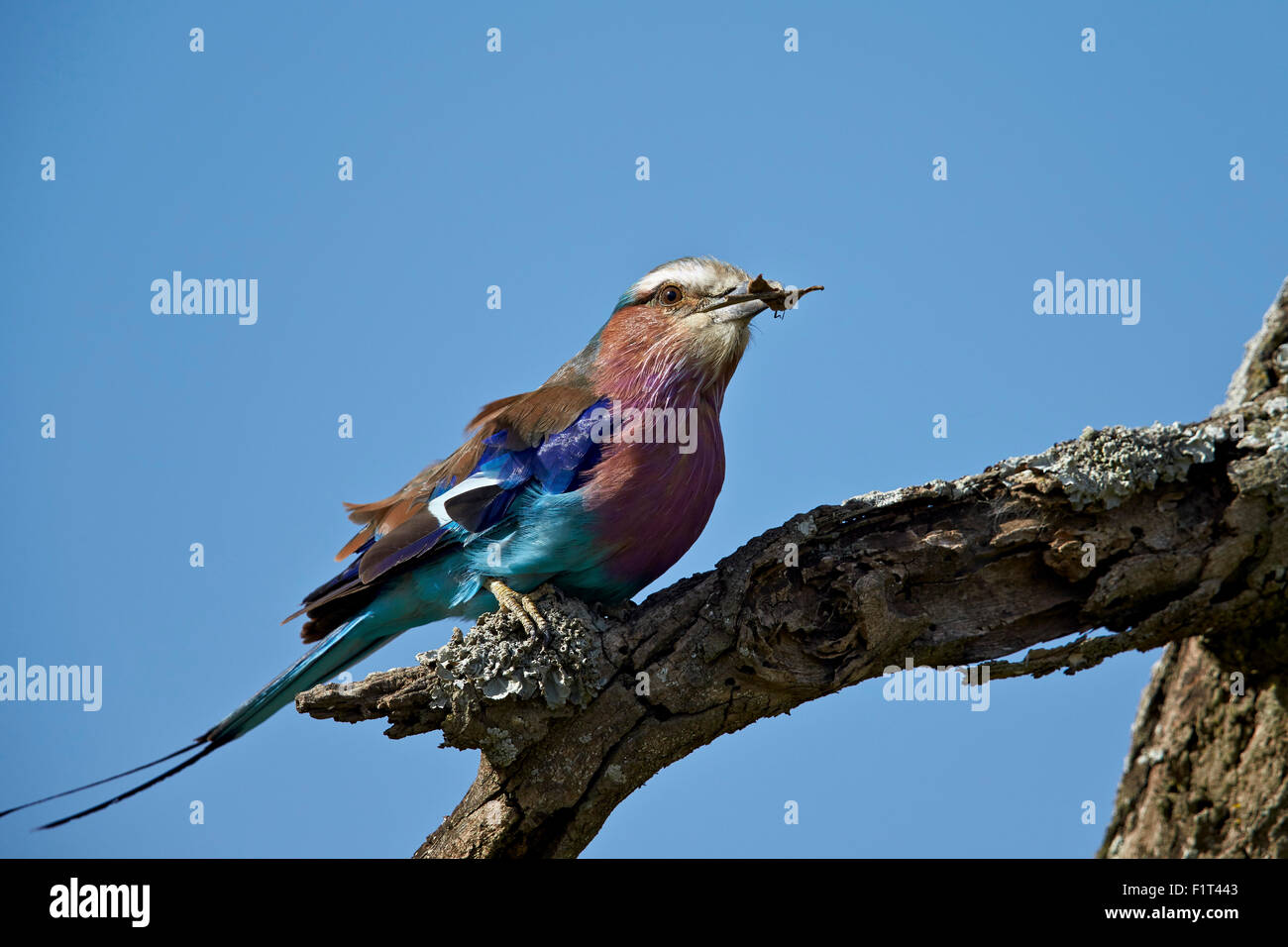 Purple roller coracias hi-res stock photography and images - Alamy