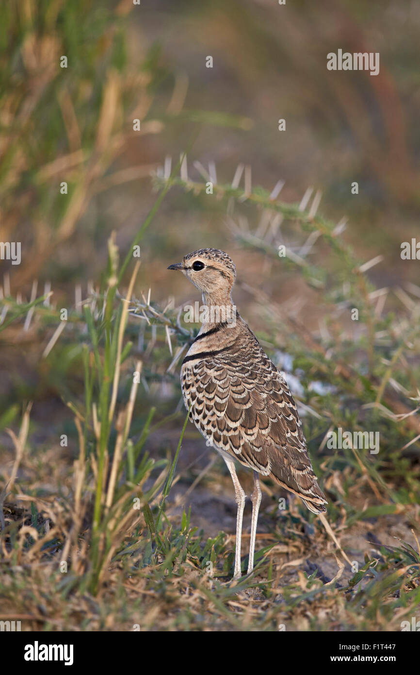Two-banded courser (double-banded courser) (Rhinoptilus africanus ...